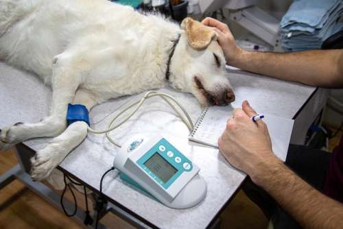 How To Become A Veterinary Doctor After 12th The Student Daily How To Become A Veterinary Doctor After 12th The Student Daily